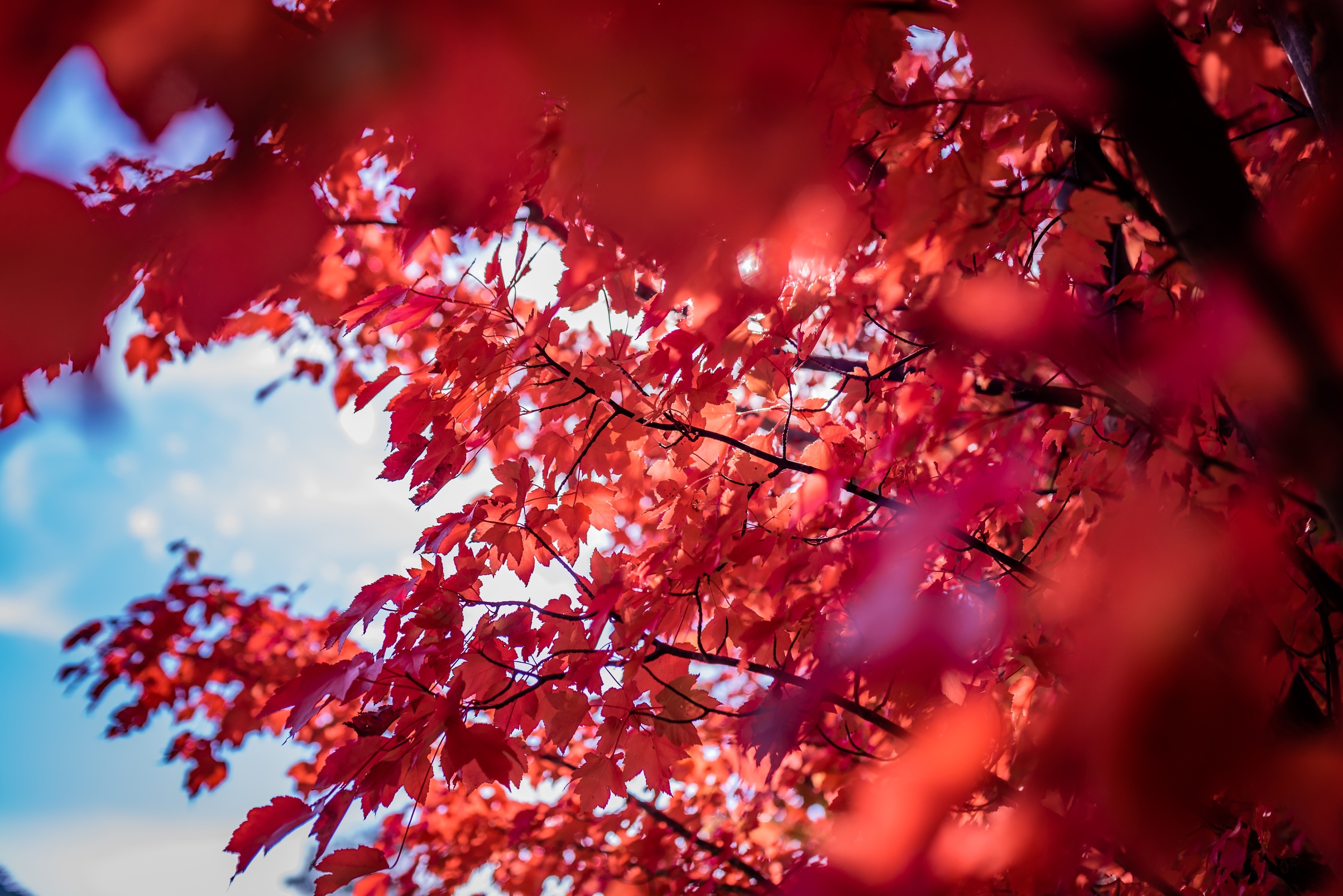 Ever wonder why the leaves turn red?