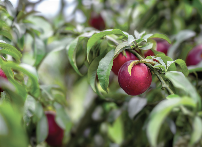 Fleming's Nurseries - Sensational new fruit from Fleming's