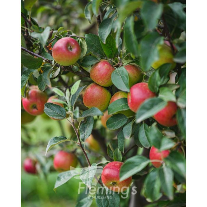 Dwarf Apple Pixie Crunch- cv.'Co-op 33'