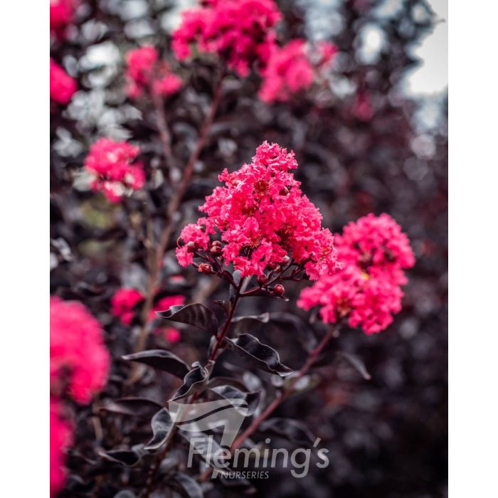 Lagerstroemia 'Midnight Magic'