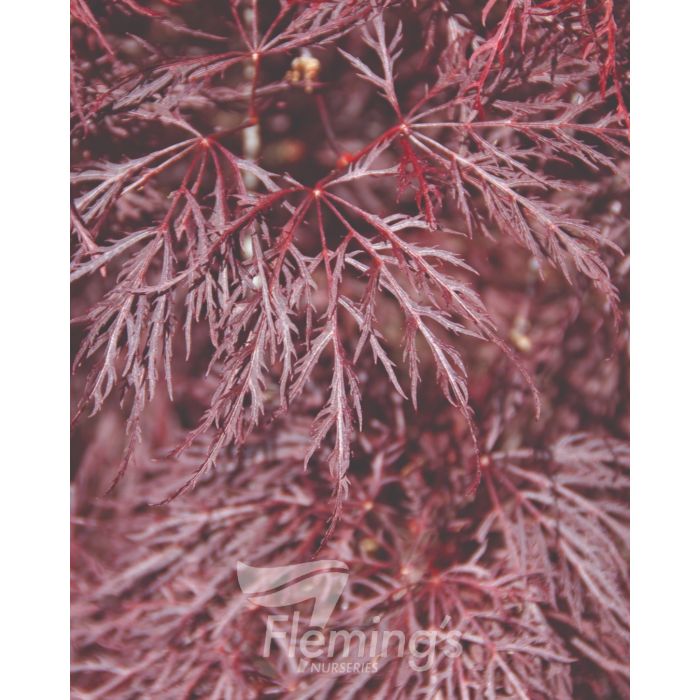 Acer pal. 'Dissectum Red Filigree Lace'