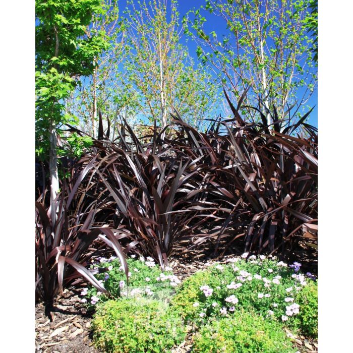 Phormium tenax 'All Black'
