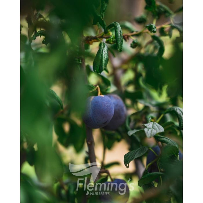 'Angelina' Plum