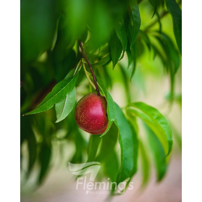 'Arctic Rose' Nectarine
