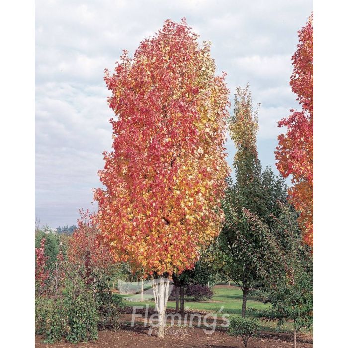 Acer rubrum 'Bowhall'