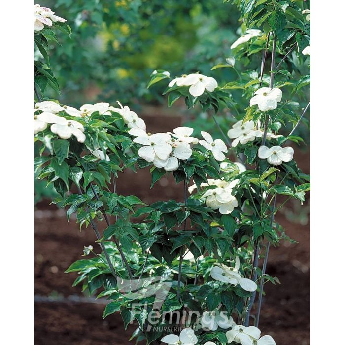 Cornus kousa x florida 'Rutdan'- Celestial