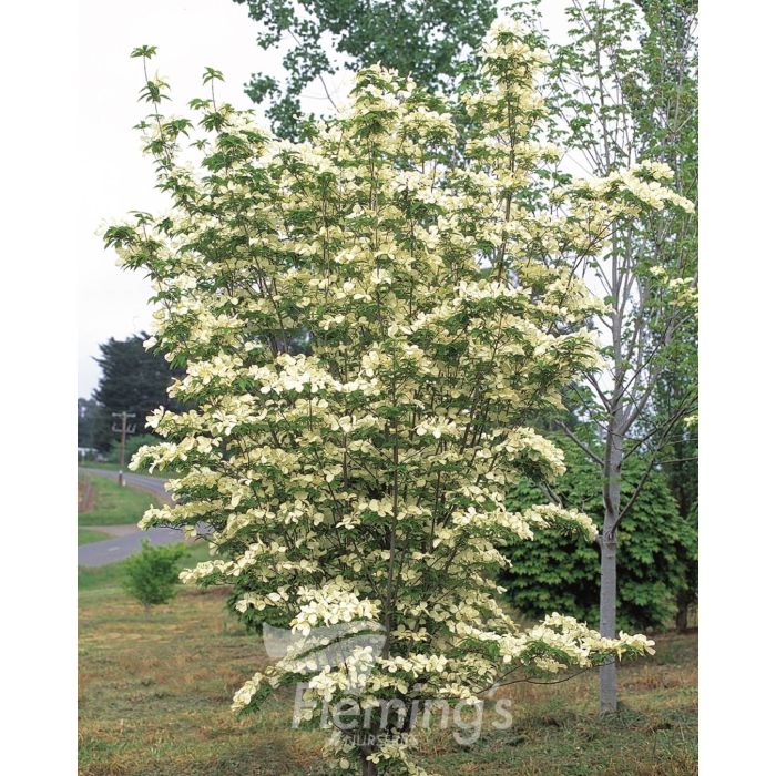 Cornus kousa x flor.'Rutcan'-Constellation