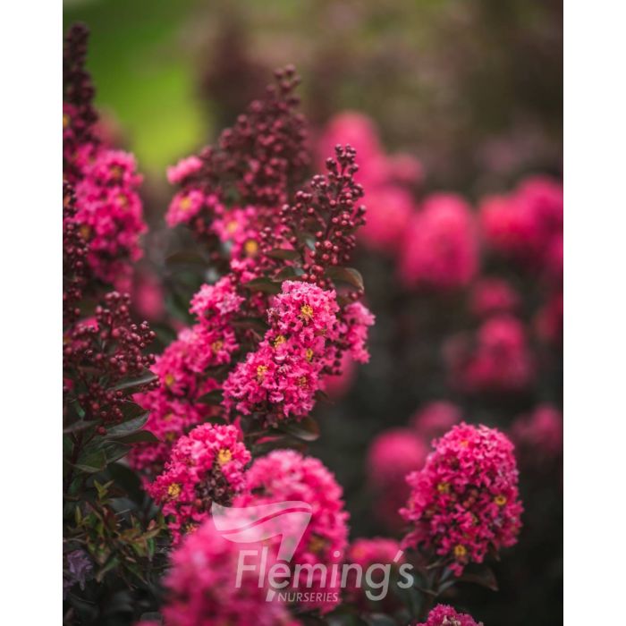Lagerstroemia 'Coral Magic'
