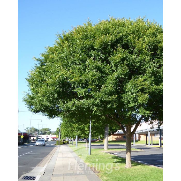 Ulmus parvifolia 'Emer 1'-Athena®