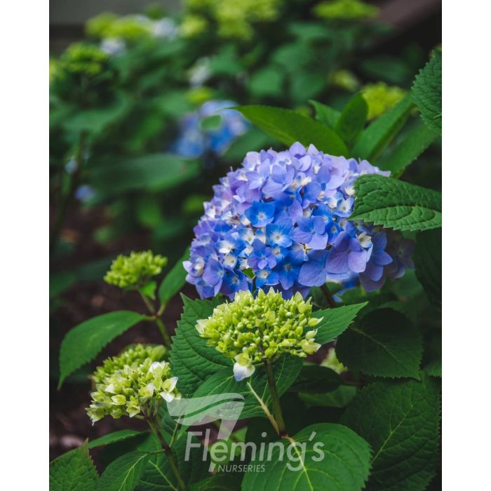 Hydrangea mac.'Bailmer' Endless Summer®