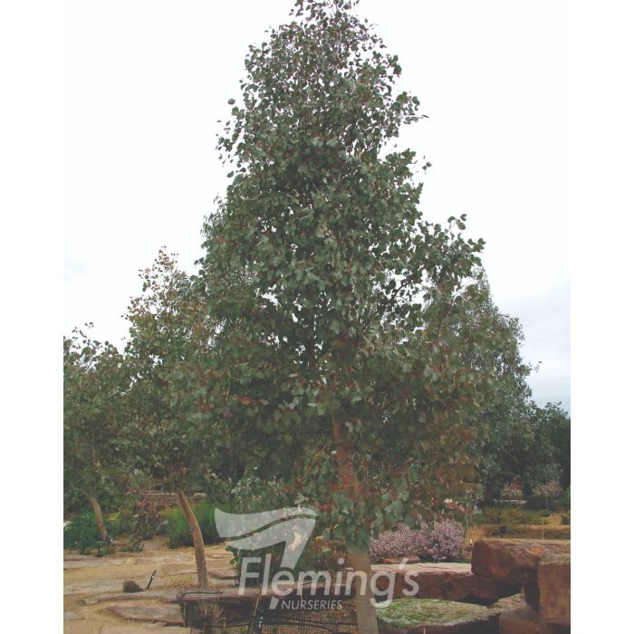 Eucalyptus polyanthemos