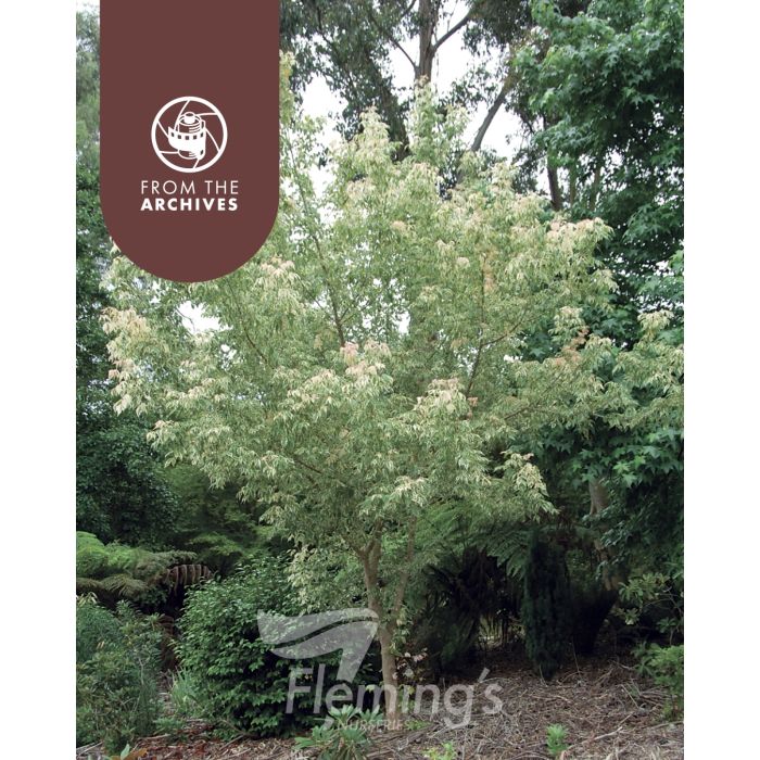 Acer negundo 'Flamingo'