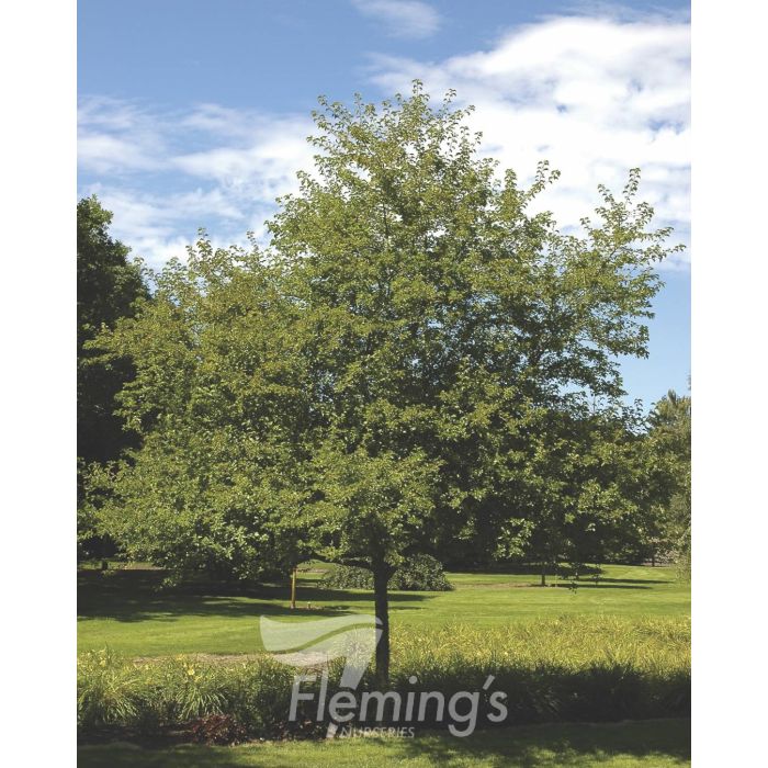 Pyrus fauriei 'Westwood' - Korean Sun