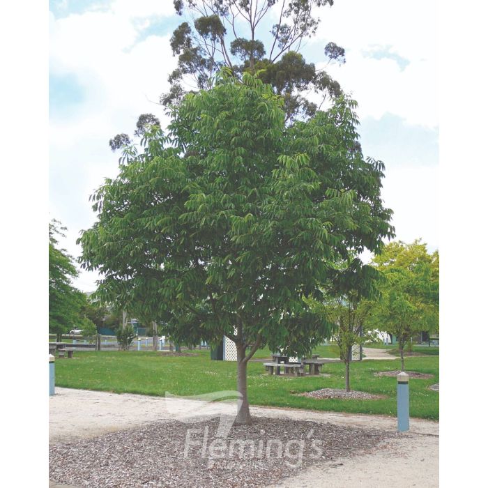 Fraxinus pennsylvanica 'Urbdell'-Urbanite