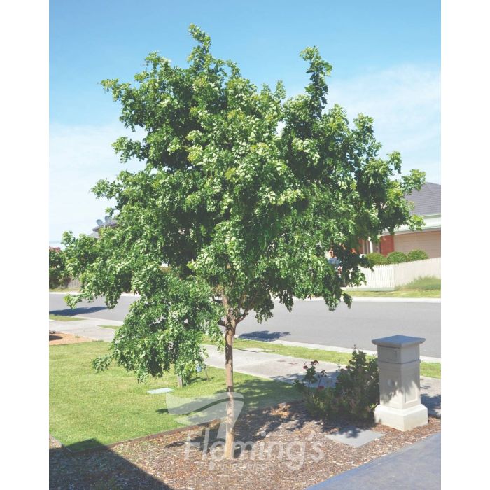 Robinia pseudoacacia 'Lace Lady'