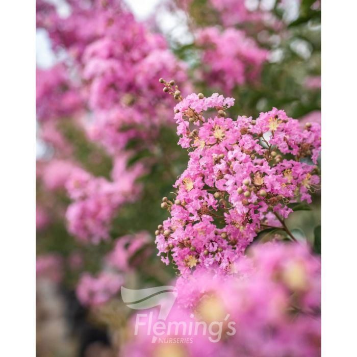 Lagerstroemia indica x L. fauriei 'Lipan'
