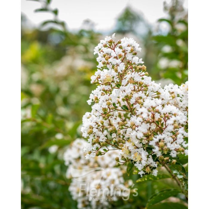 Lagerstroemia indica x L. fauriei 'Natchez'