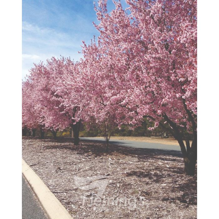 Prunus cerasifera 'Nigra'