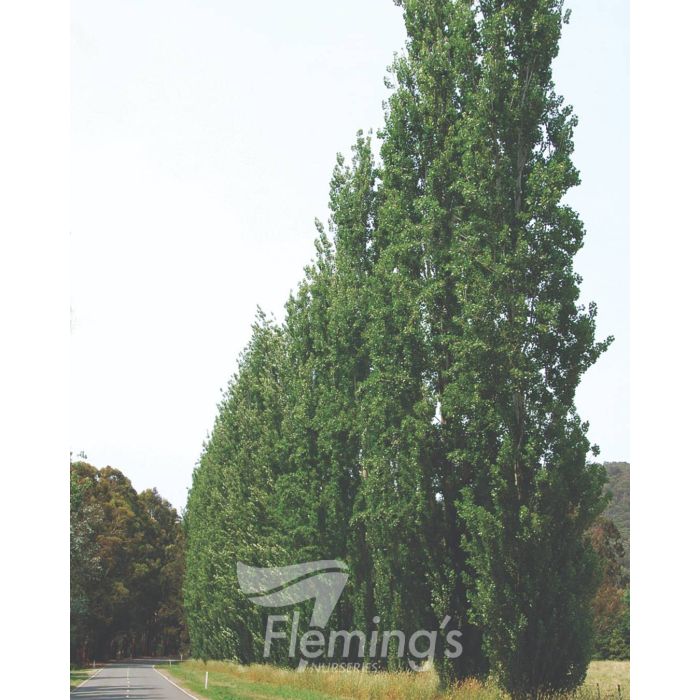 Populus nigra 'Italica' (Lombardy)