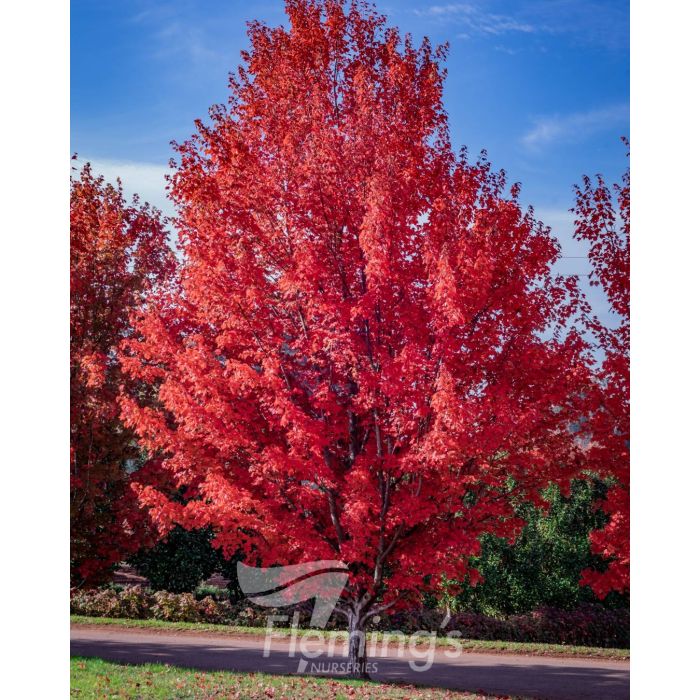 Acer rubrum 'PNI 0268' October Glory®