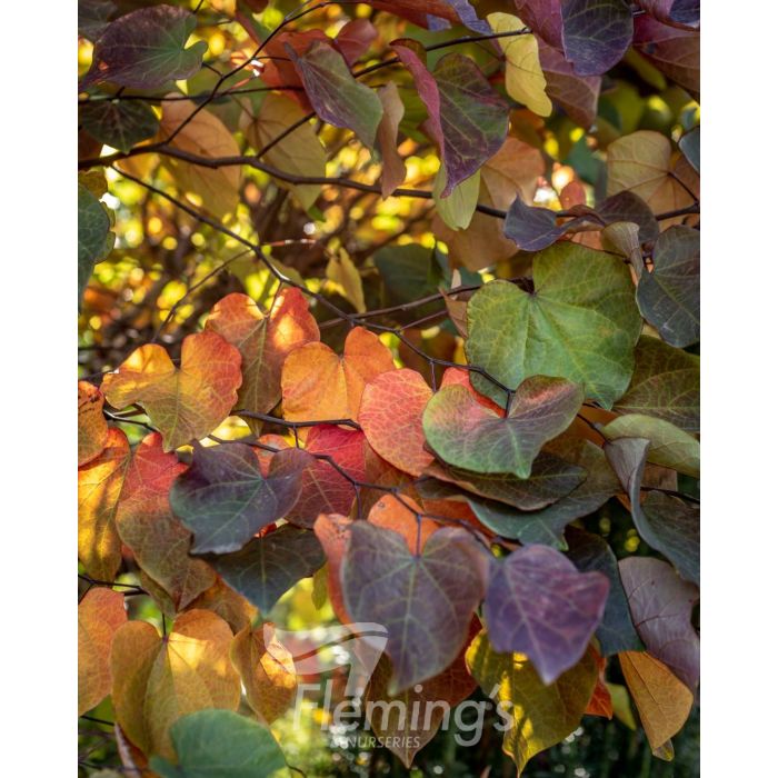 Cercis canadensis 'Forest Pansy'