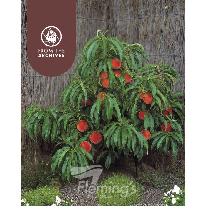 Trixzie® - 'Pixzee' Peach