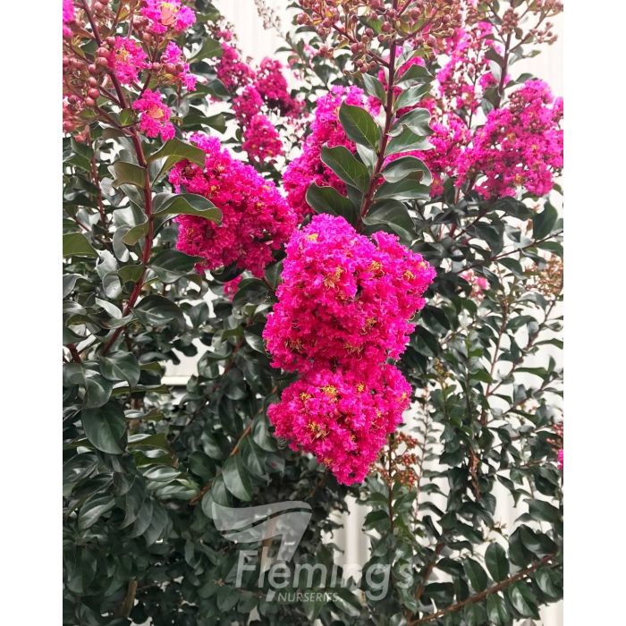Lagerstroemia 'Plum Magic'
