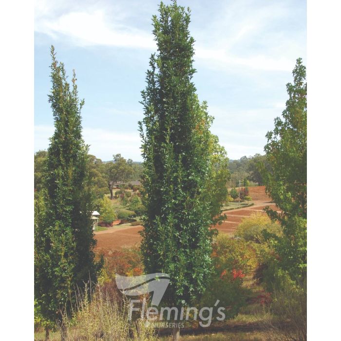 Quercus palustris 'Pringreen'-Green Pillar®