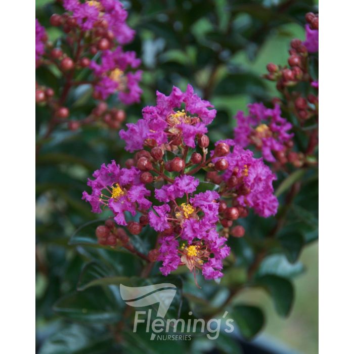 Lagerstroemia fauriei x indica 'Purple Magic'