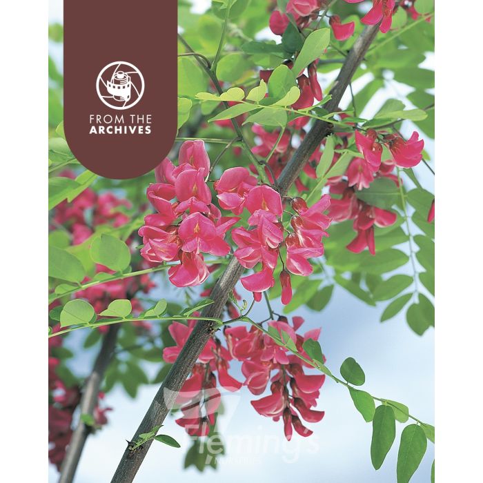 Robinia pseudoacacia 'Purple Robe'