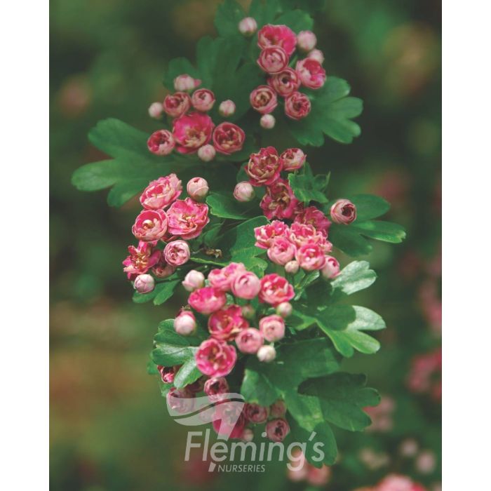 Crataegus laevigata 'Rosea Flore Plena'