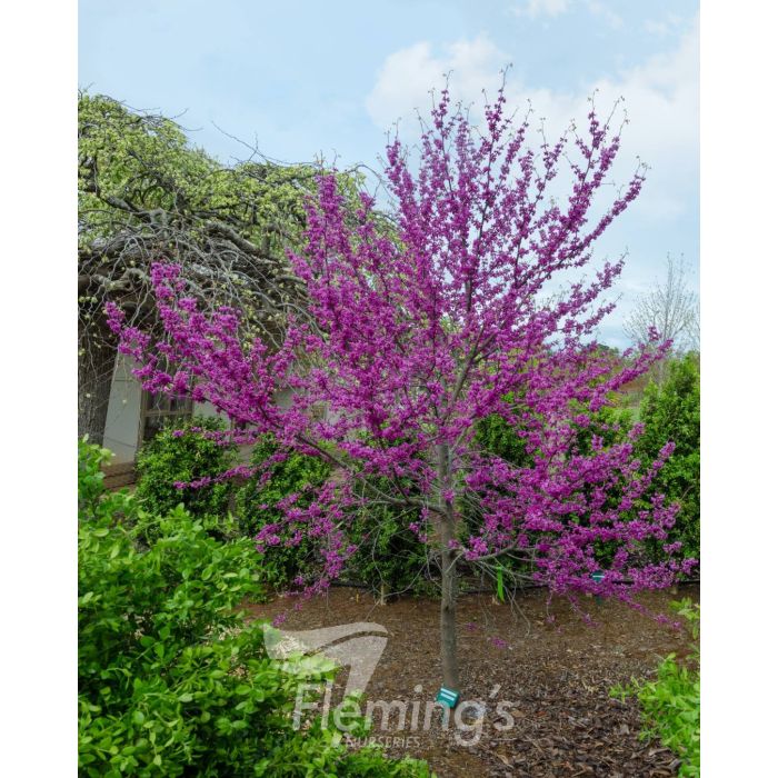 Cercis canadensis var. texensis 'Oklahoma'