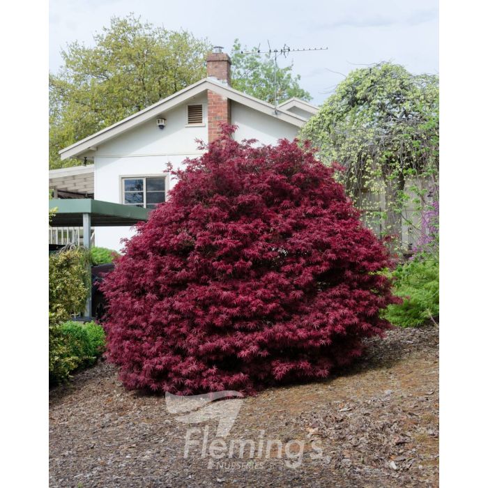 Acer palmatum 'Shaina'