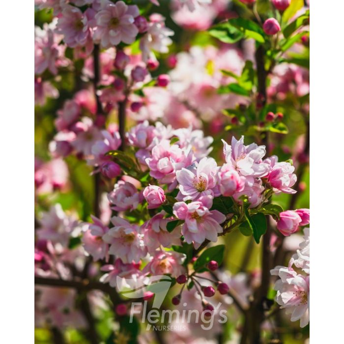 Malus spectabilis 'Plena'