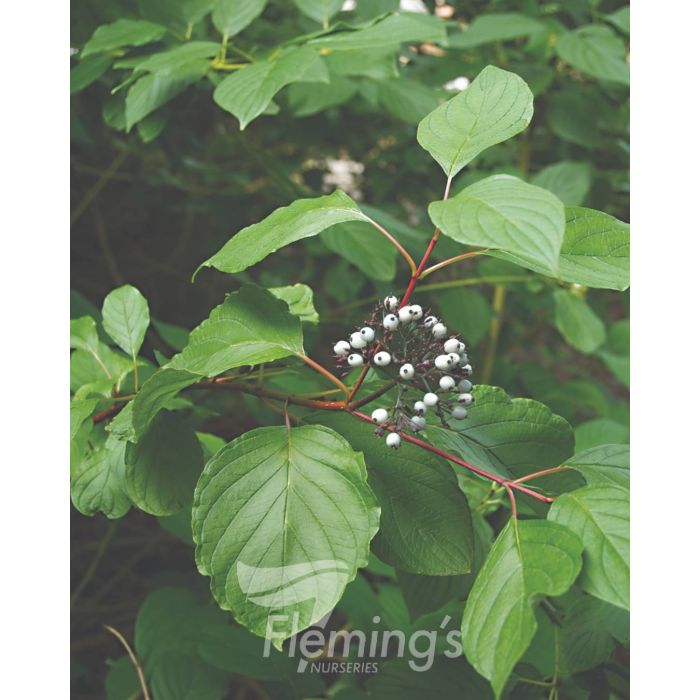 Cornus sericea f. baileyi - Red Twig