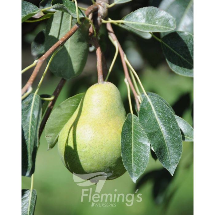 'Packham's Triumph' Pear