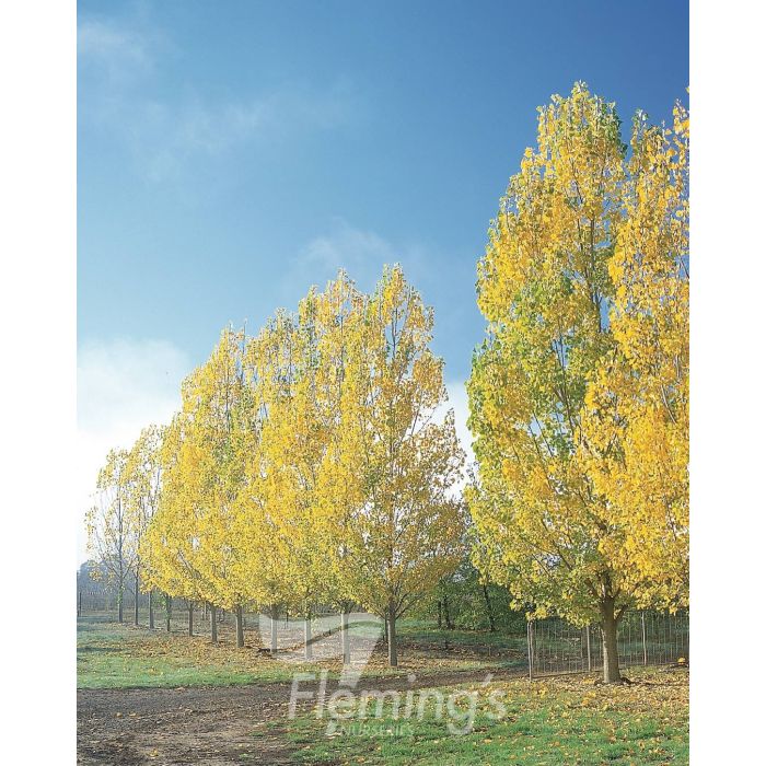 Populus x P. euramericana 'Veronese'