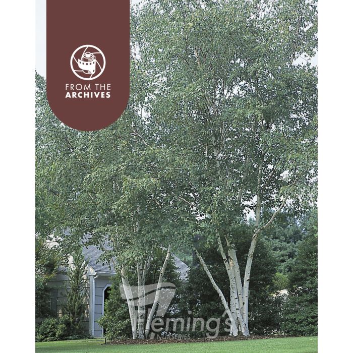 Betula platyphylla var. japonica 'Whitespire'