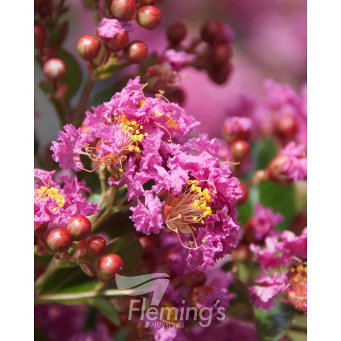 Lagerstroemia indica x L. fauriei 'Zuni'