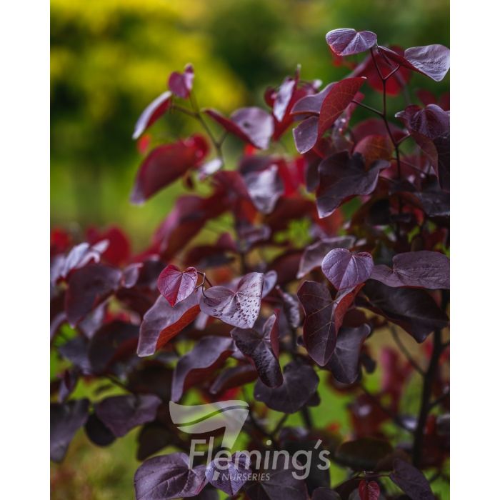 Cercis canadensis 'Merlot'