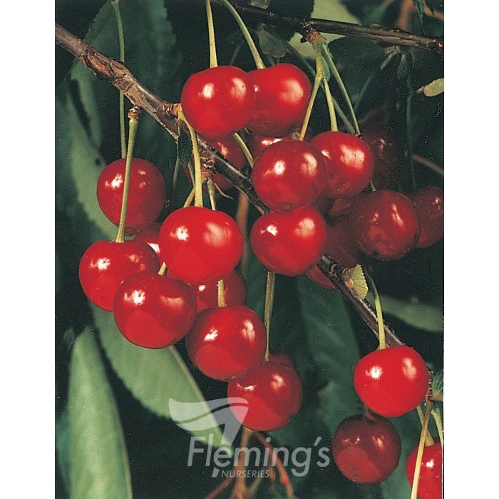 'Morello' Cherry