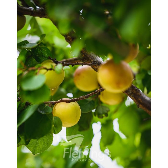 'Cot N Candy' Interspecific Apricot