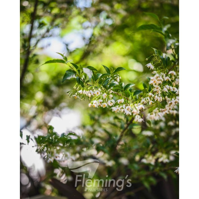 Styrax japonicus 'JFS-D' - Snowcone
