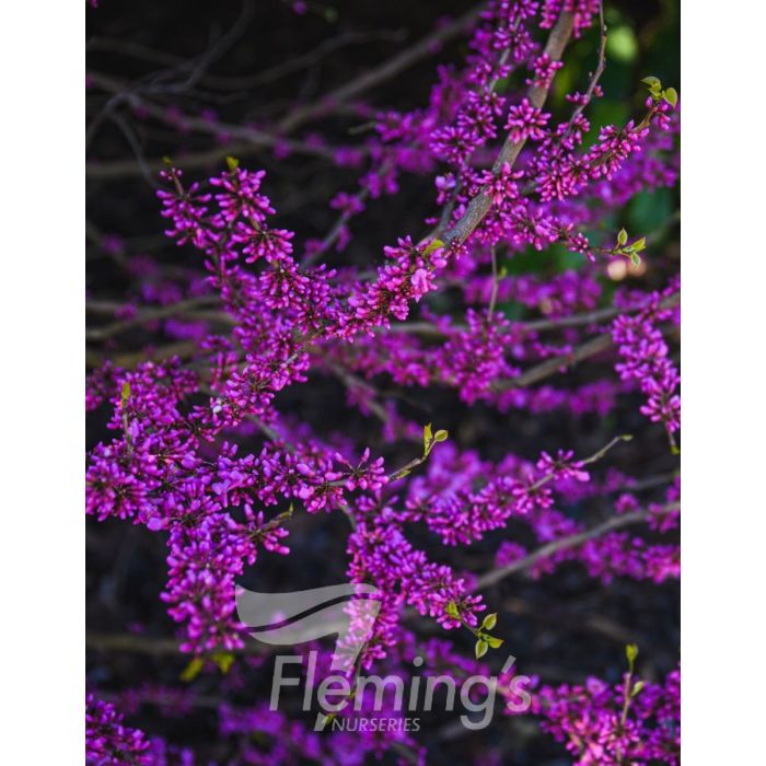 Cercis chinensis 'Faerie Queen'