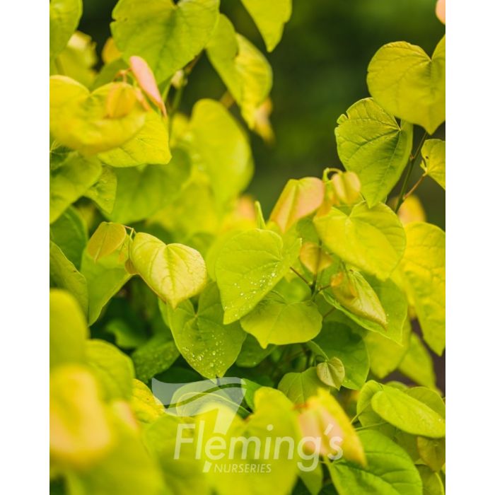 Cercis canadensis 'Aurelian'