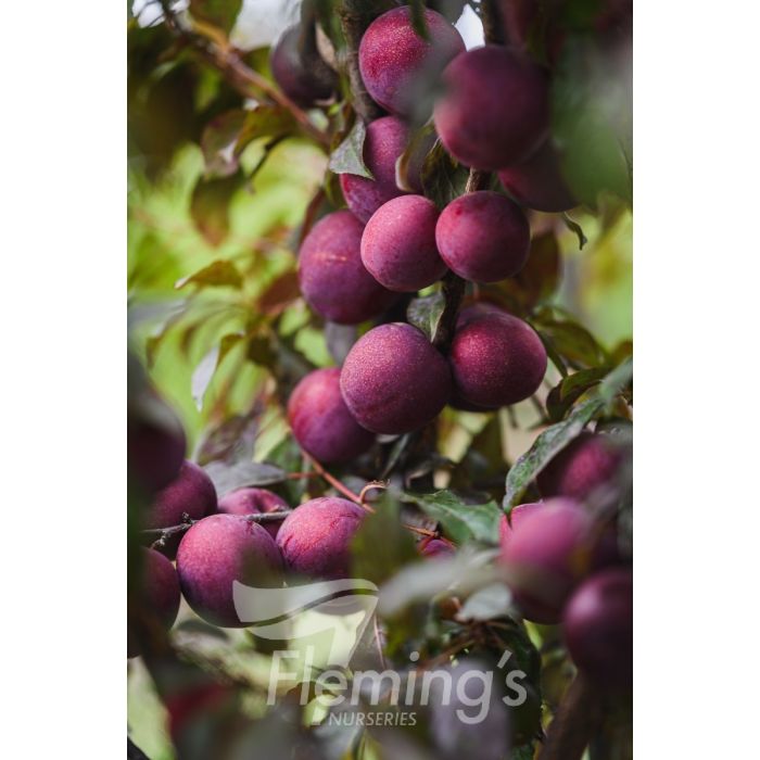 'Plumscrumptious' Interspecific Plum