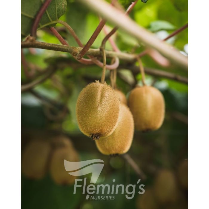 'Bruno' Female Chinese Gooseberry