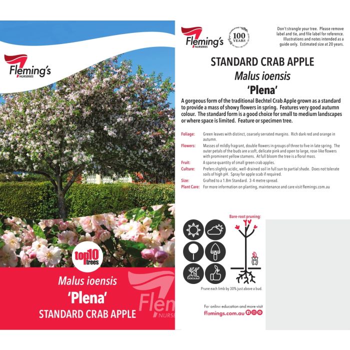 Malus ioensis 'Plena'