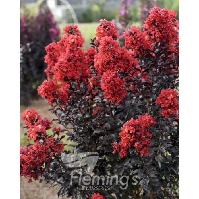 Lagerstroemia 'Sunset Magic'