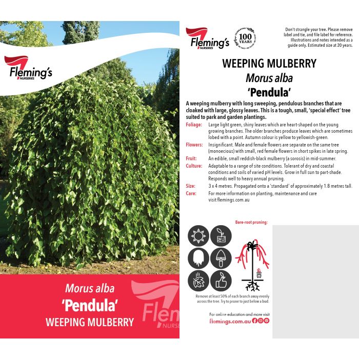Weeping Mulberry Tree Size